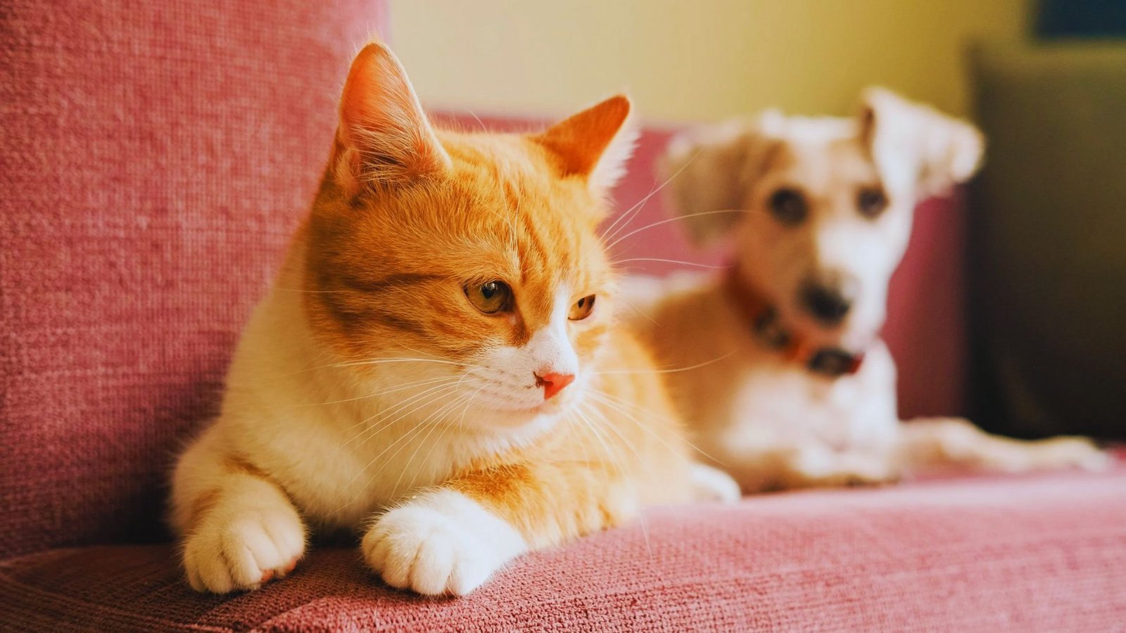 161 Names That Mean Sneaky for Characters & Pets - TheParentsDay