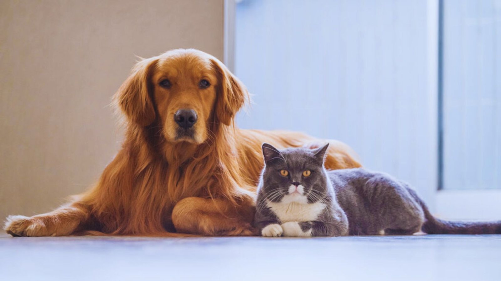 161 Names That Mean Sneaky for Characters & Pets - TheParentsDay