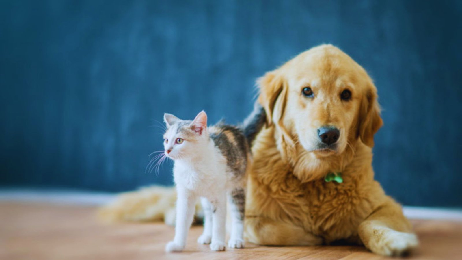 161 Names That Mean Sneaky for Characters & Pets - TheParentsDay